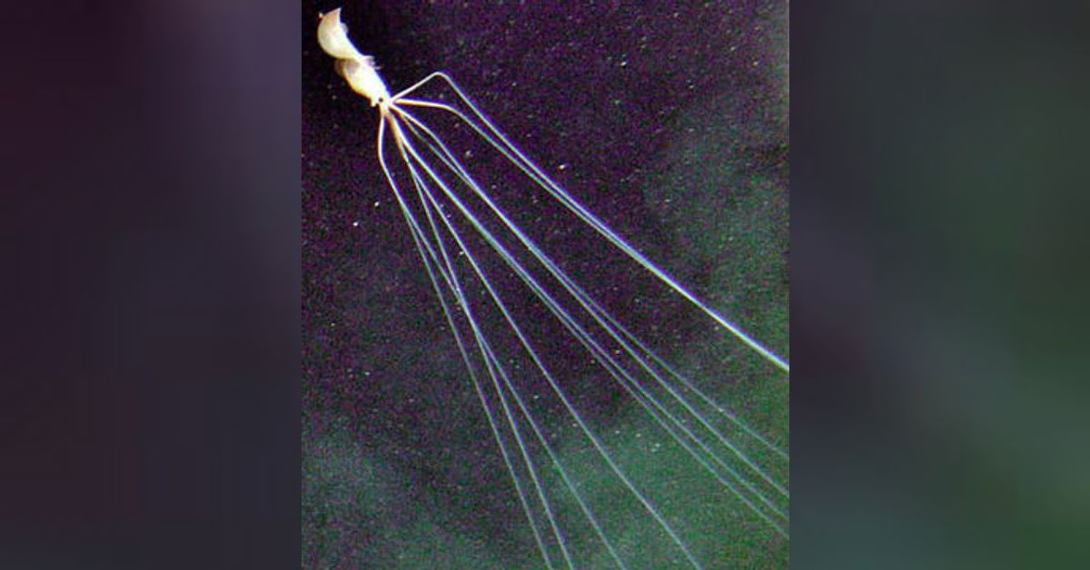 Season 1- Episode VIII: The Big Fin Squid and Its Family | The Squidish ...