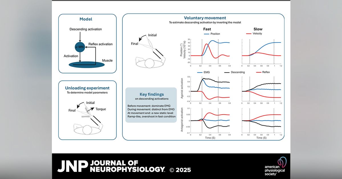 JNP Podcasts: Decoding Motor Control - Estimating Descending Activation ...