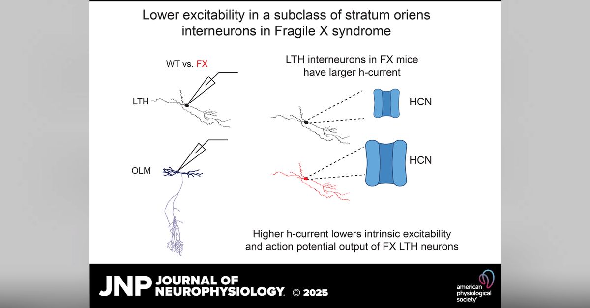 Higher hyperpolarization activated current (Ih) in a subpopulation of ...