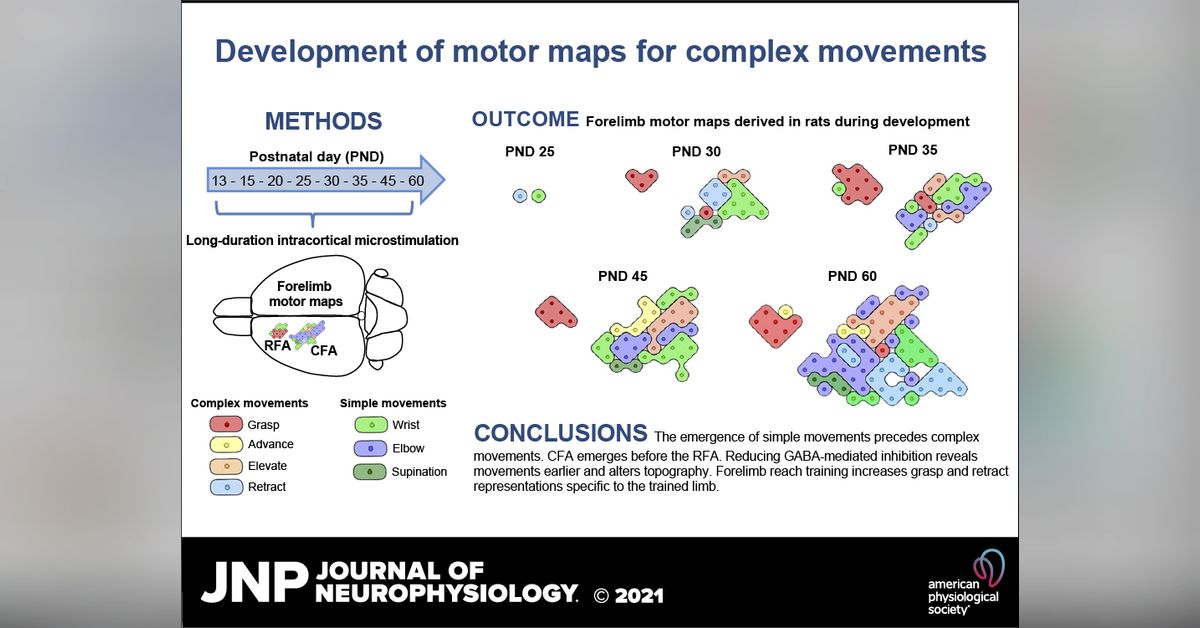 Development and plasticity of complex movement representations ...