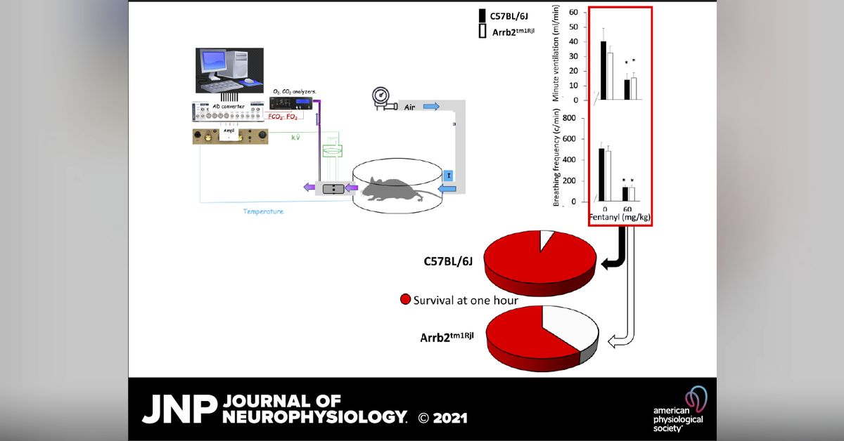 Respiratory effects of low and high doses of fentanyl in control and β-arrestin 2 deficient mice ...