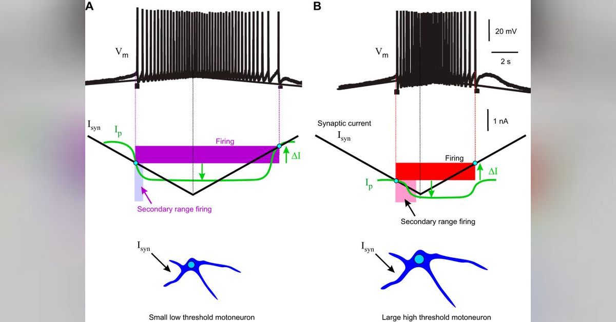 Estimation of self-sustained activity produced by persistent inward ...