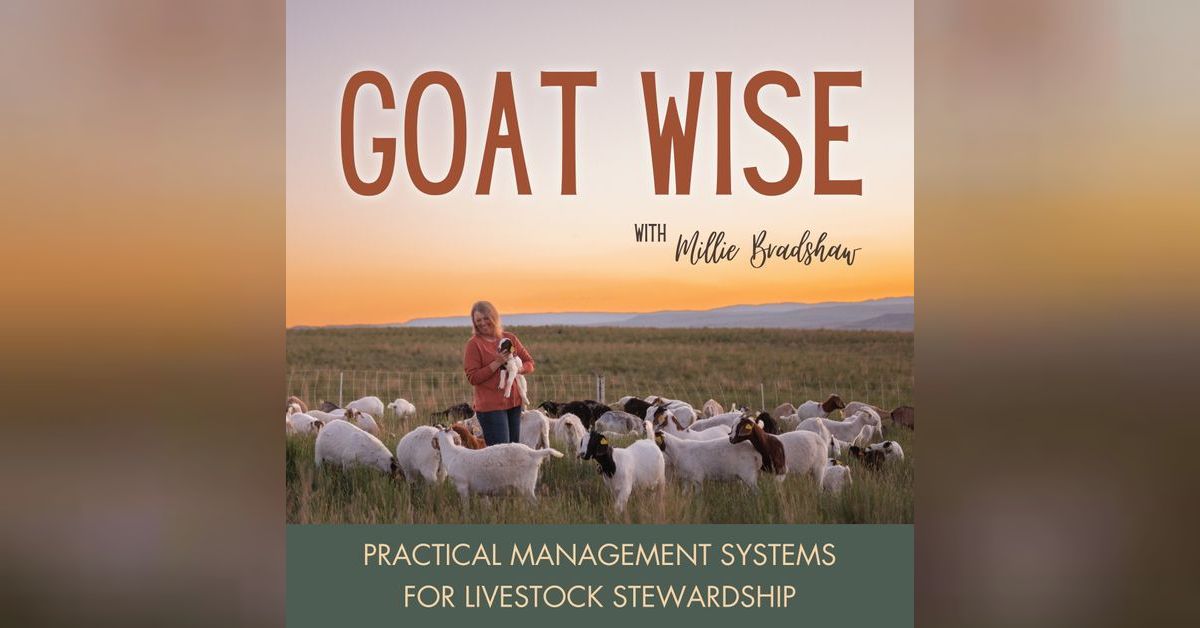 57 | The Ideal Weight and Age for Butchering Meat Goats to Get Premium ...