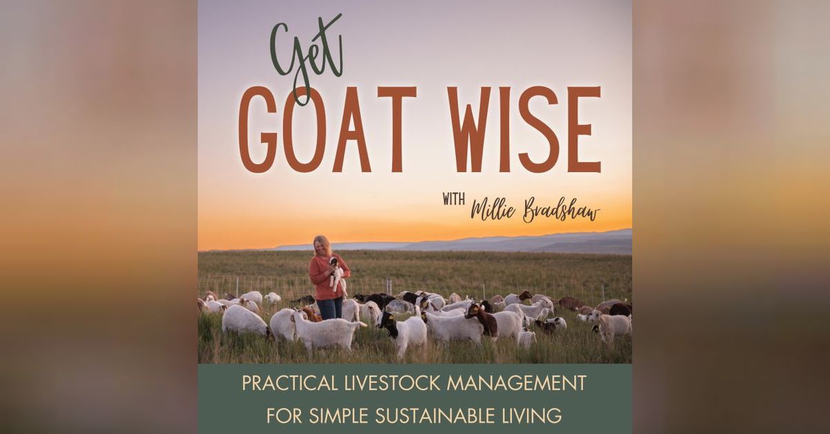 27 | Which Goats Should I Keep for Breeding? How to Select Replacement ...