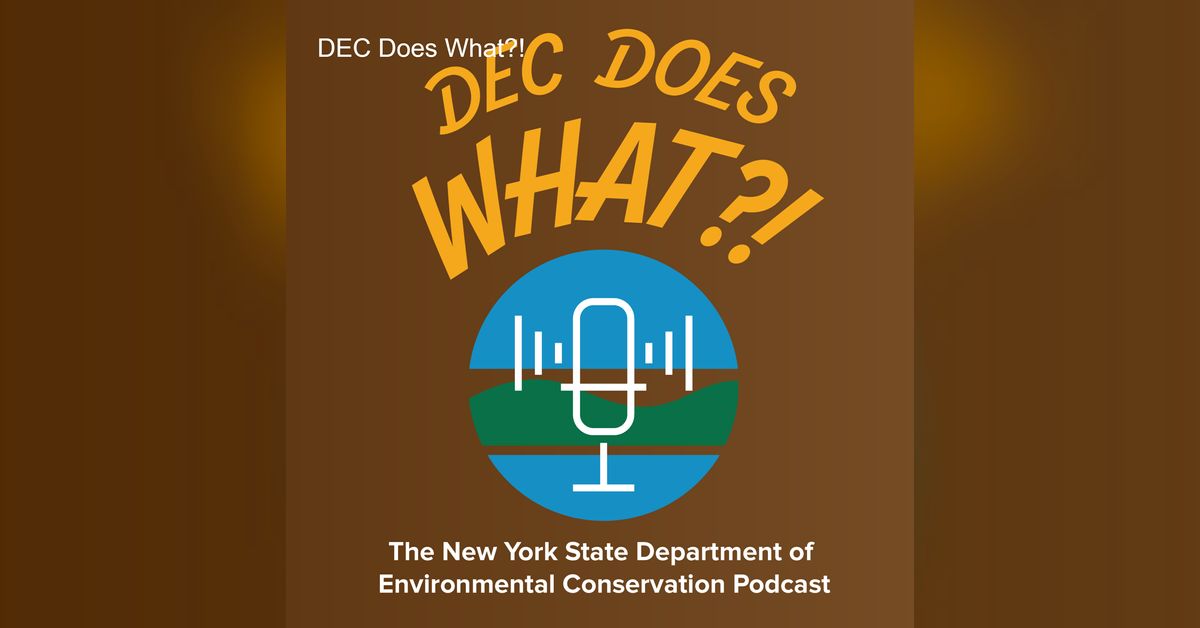 DEC Does What?! | Multimedia3