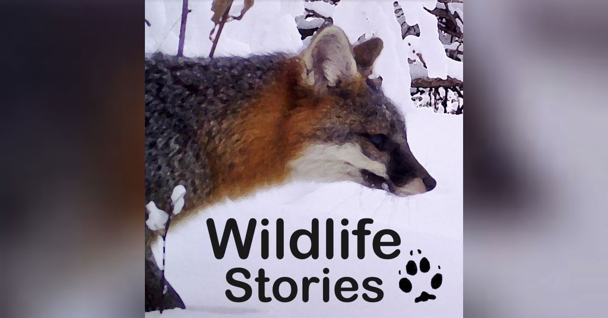 Wildlife Stories | Sophie Mazowita