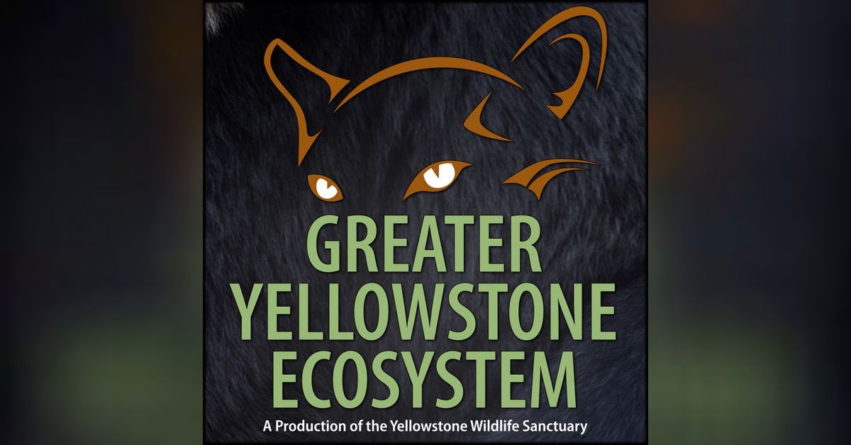 Greater Yellowstone Ecosystem | Yellowstone Wildlife Sanctuary