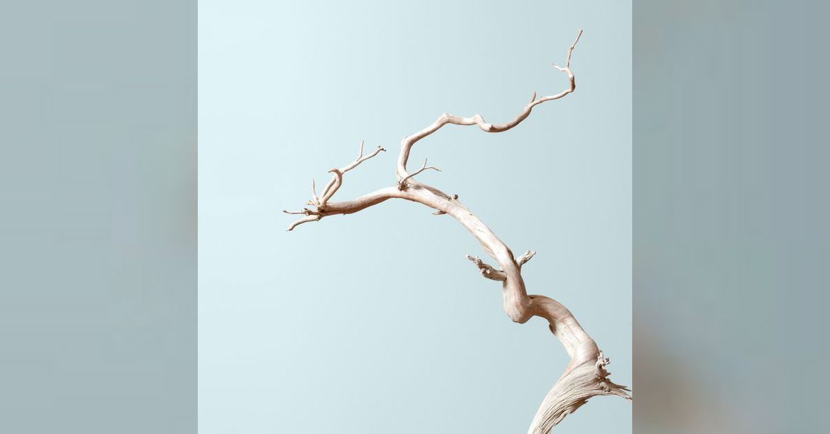 Bristlecone Pines: A Deep Dive with Brian Smithers | Bonsai Mirai ...