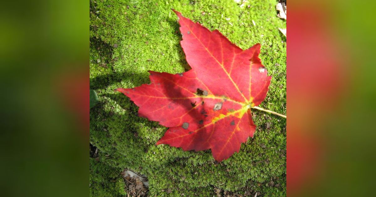 From The Forest Podcast - Hickory with Gary Mead | Free Listening on ...