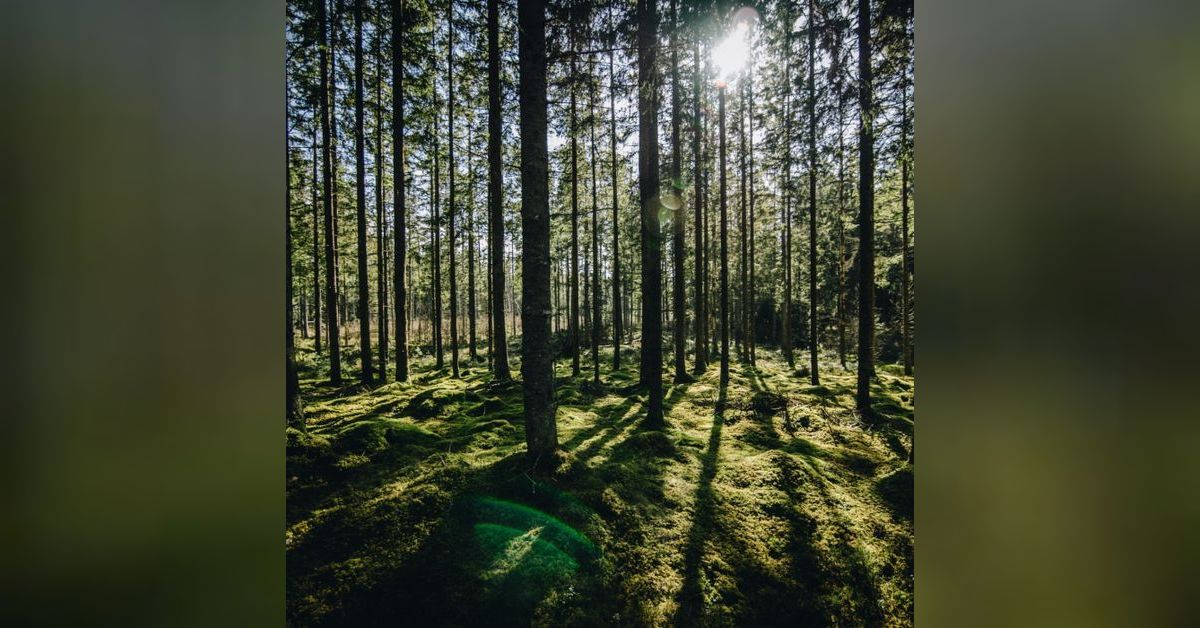 From The Forest Podcast - The Deer Crisis: The Threat Facing NY Forests ...