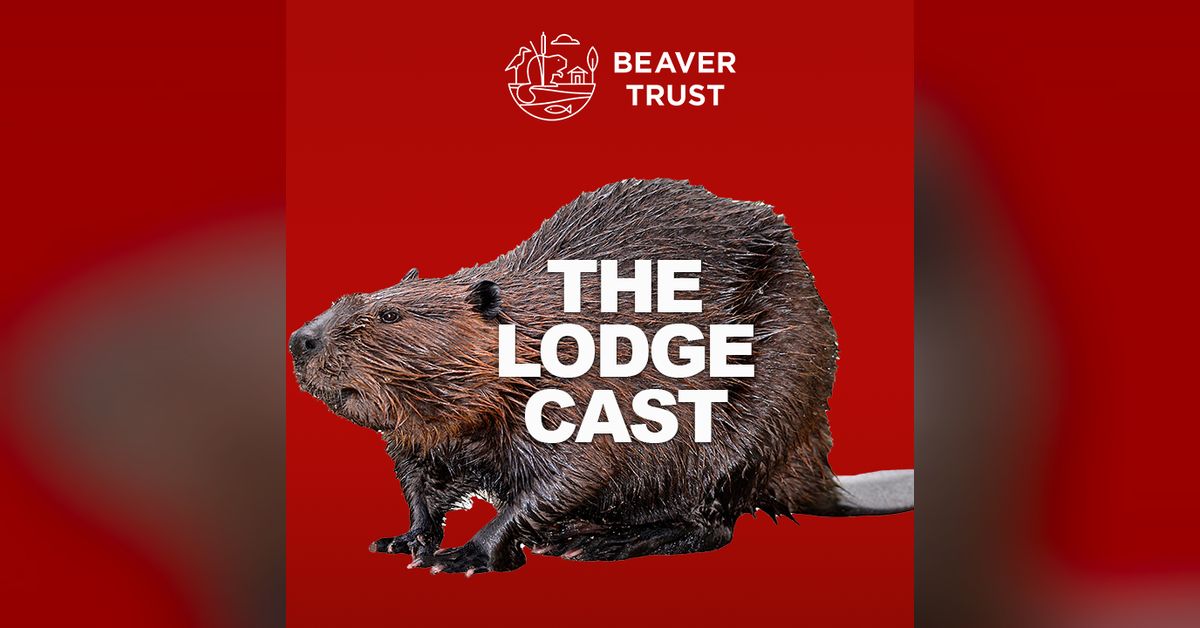 Managing Beavers within Britain’s Licensing Landscape - with Dr Jenny ...